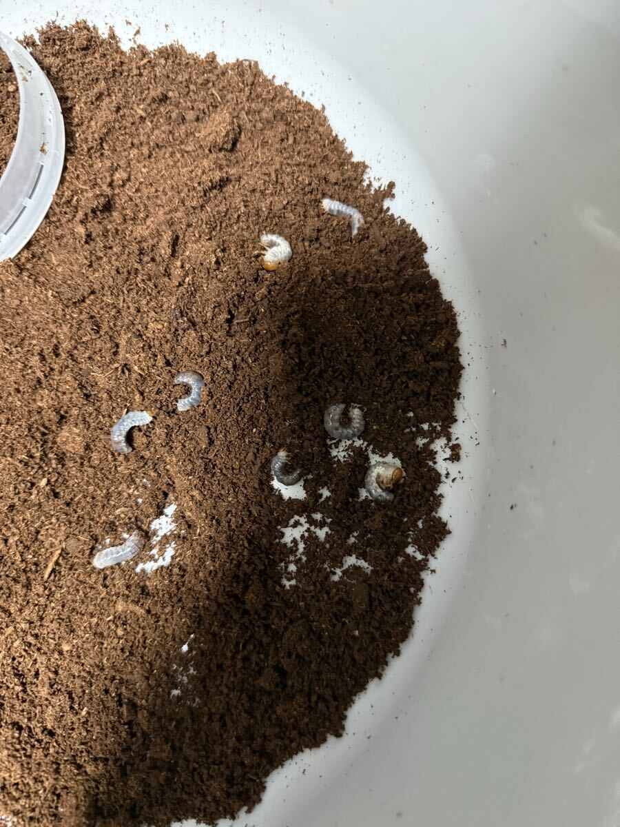 Yahoo!オークション - タカクワイ 幼虫6頭 / ♂85.8×♀37.3 / ファブ...