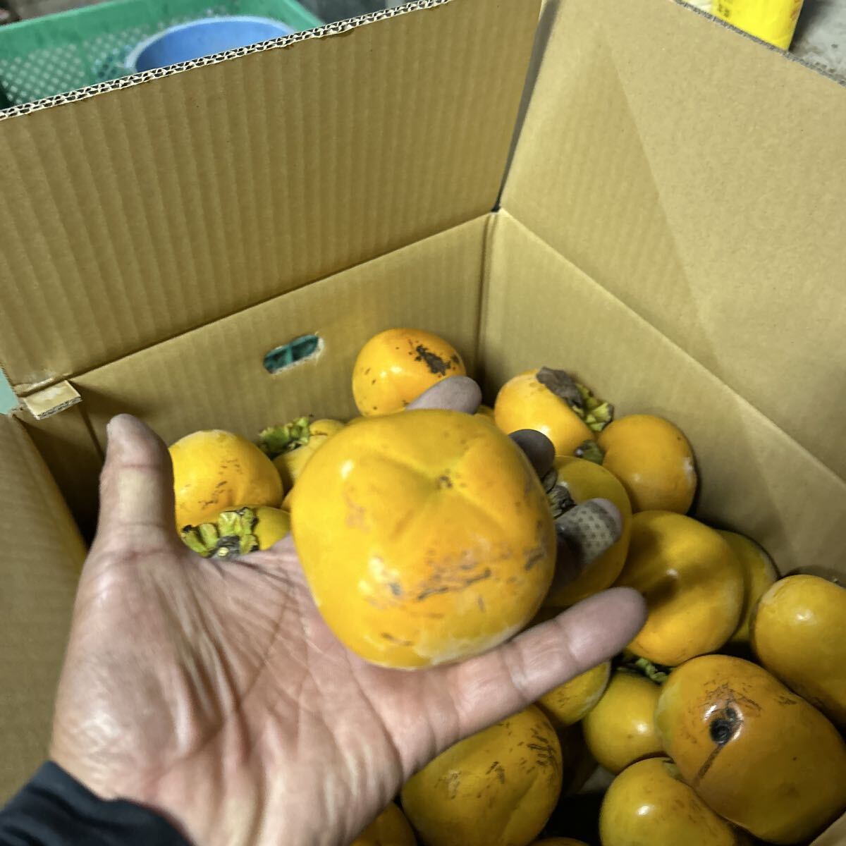 Yahoo!オークション - 太秋柿規格外品約10キロ