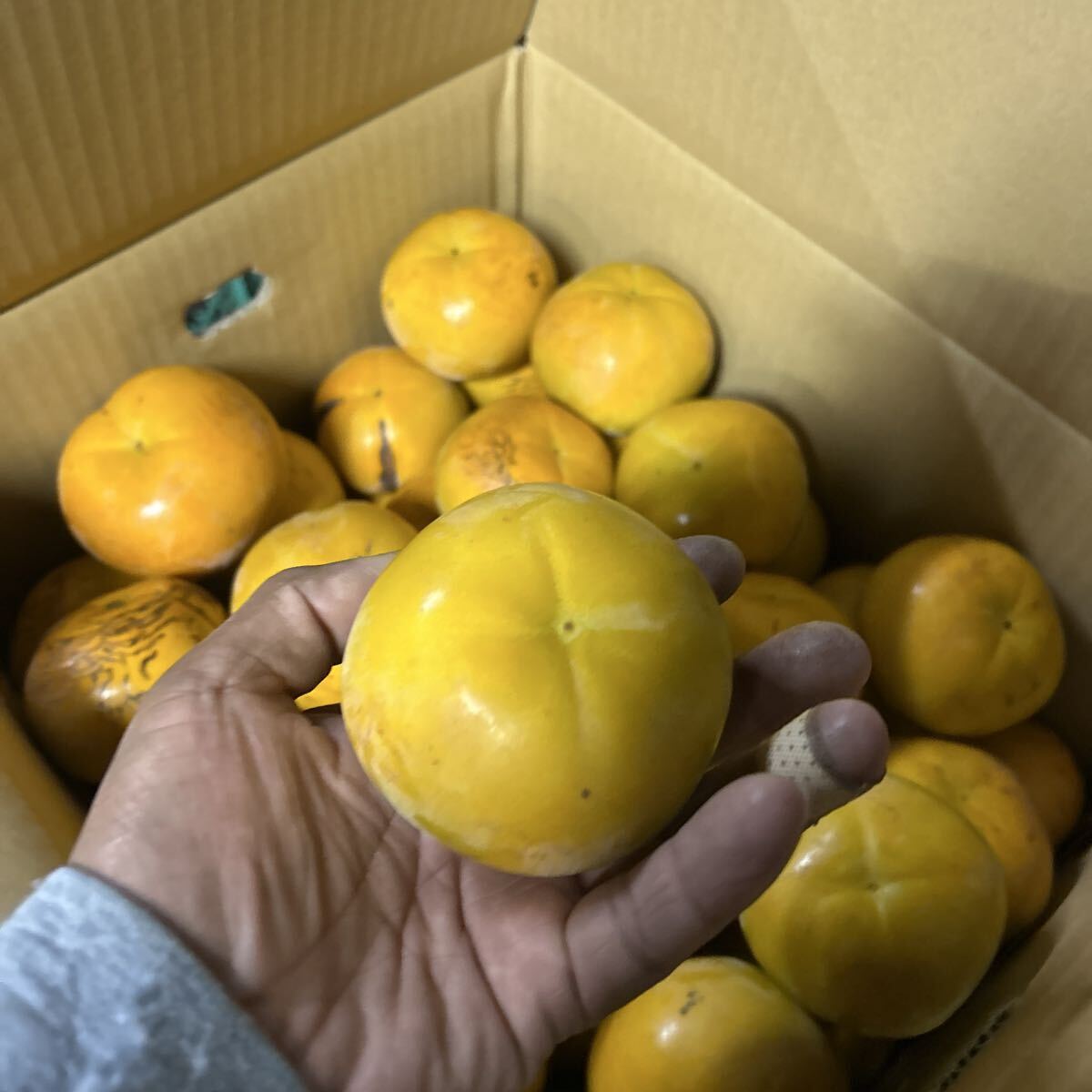 Yahoo!オークション - 太秋柿規格外約10キロ