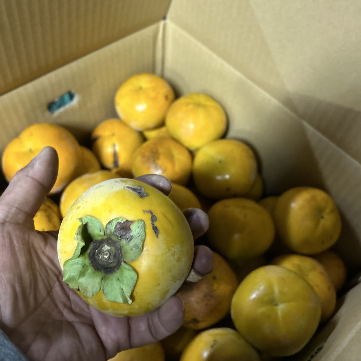 Yahoo!オークション - 太秋柿規格外約10キロ