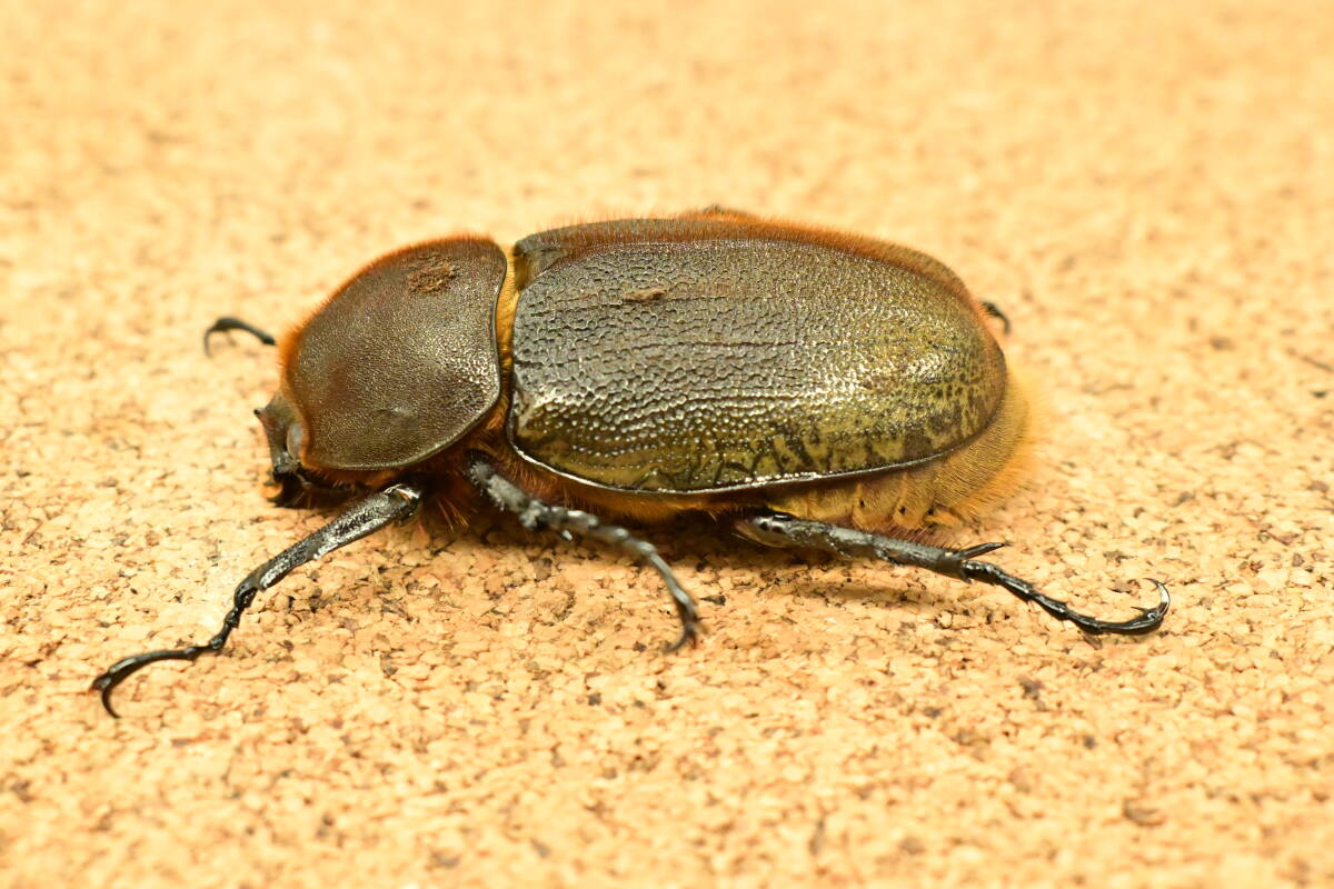 Yahoo!オークション - DHヘラクレスオオカブト 新成虫 ♀単品 WF3 ⑨