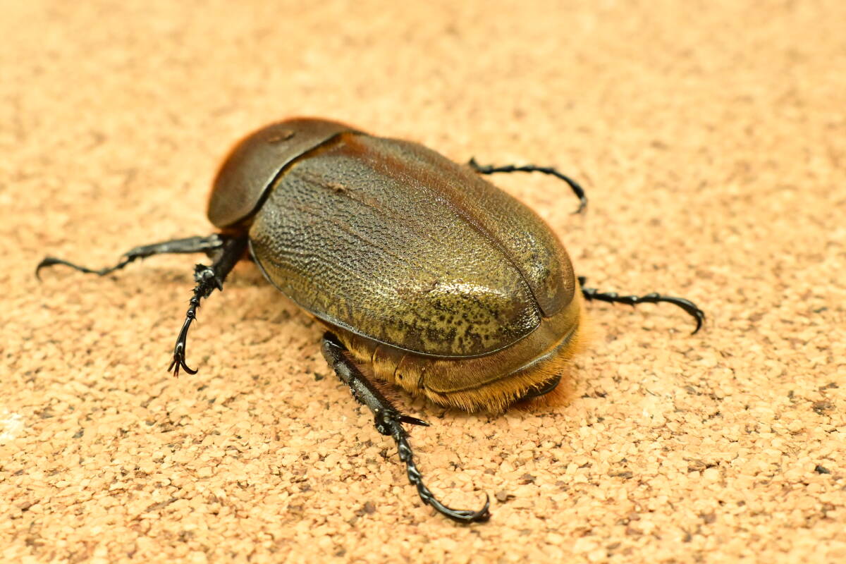 Yahoo!オークション - DHヘラクレスオオカブト 新成虫 ♀単品 WF3 ⑨