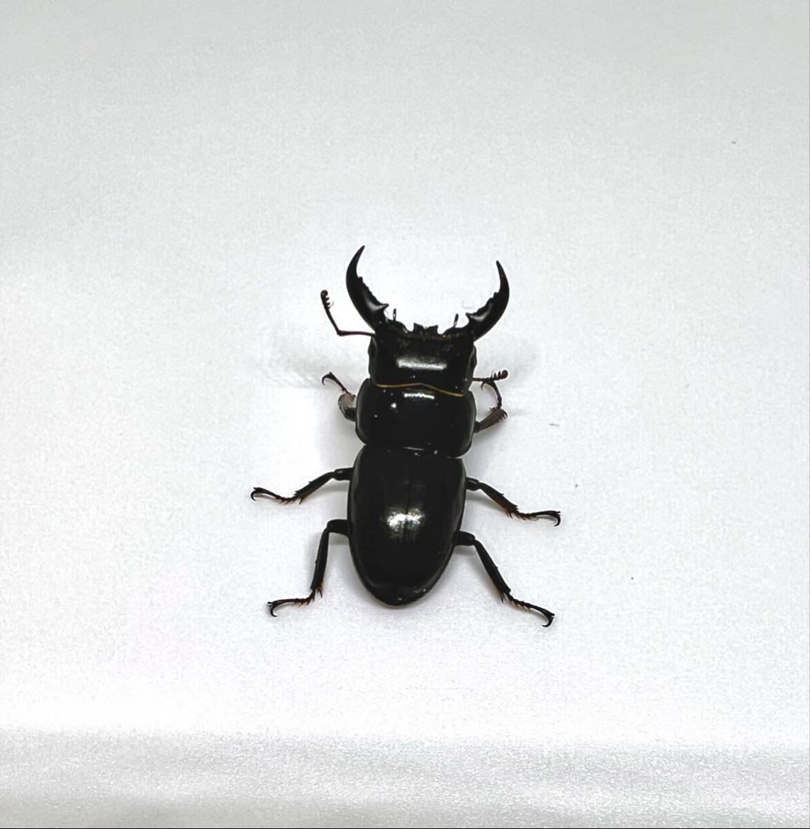 Yahoo!オークション - ツシマヒラタ WF1 ミニペア オマケ WD♂単 ツシ...