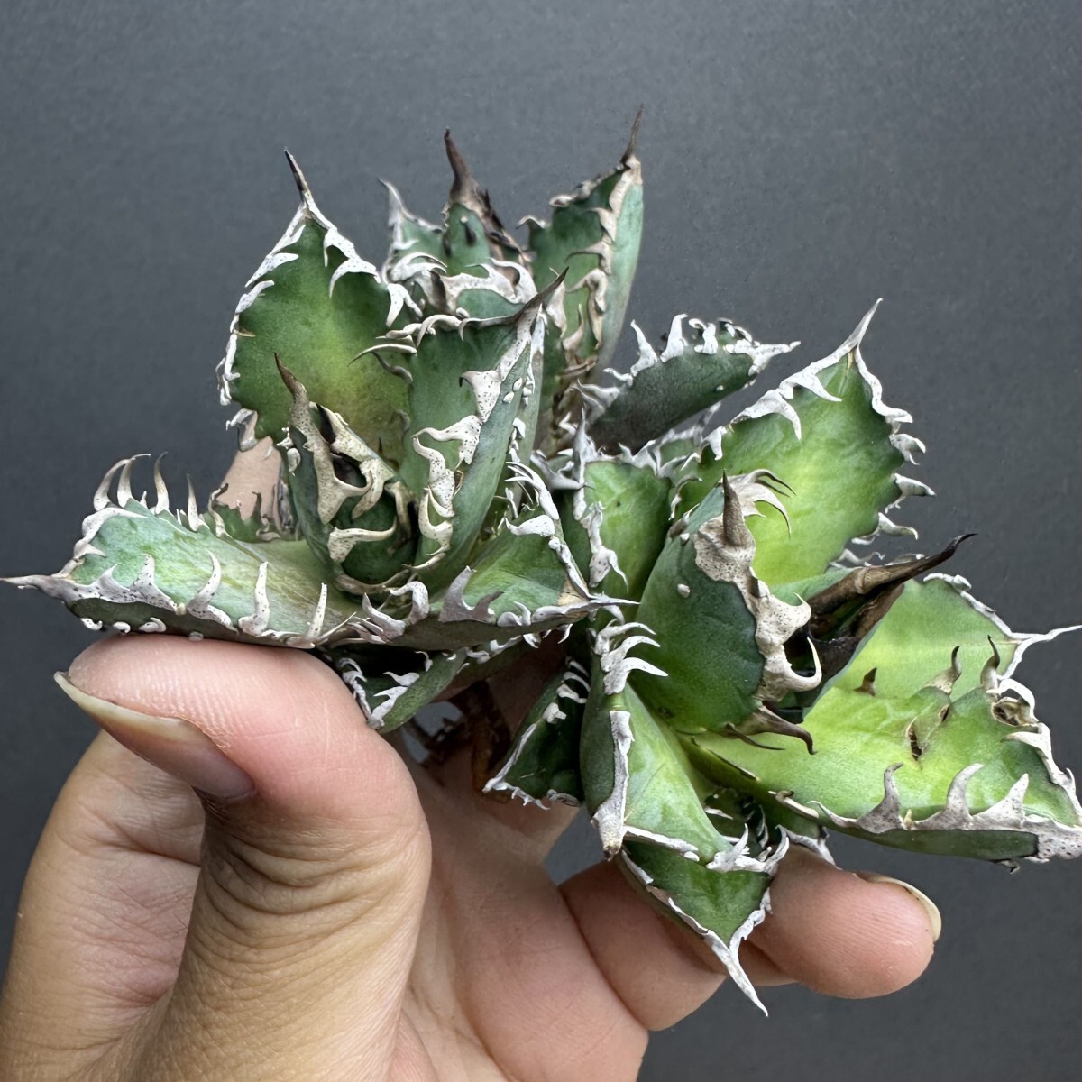 Yahoo!オークション - 【L LONG】 K74 特選 アガベ 多肉植物 チタノタ ...