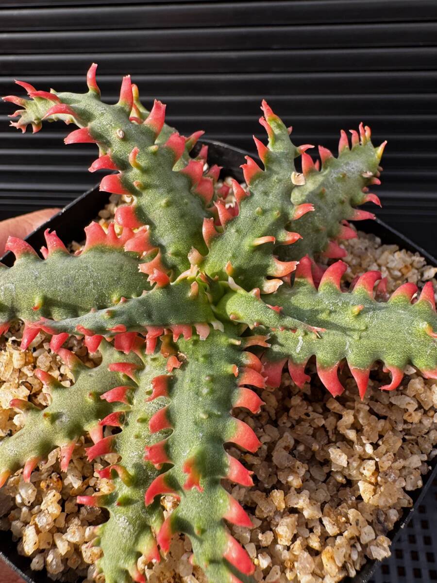 Yahoo!オークション - アロエ ハイブリッド TCT Aloe hyb hybrid A-1 ...