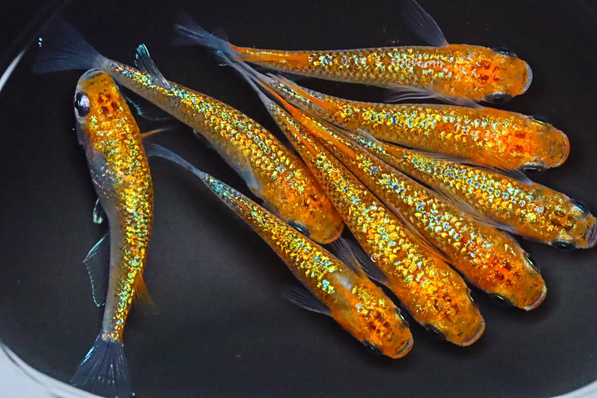 Yahoo!オークション - 丸長メダカ J25【 ヒミツヘイキ 種親クラス 】8...