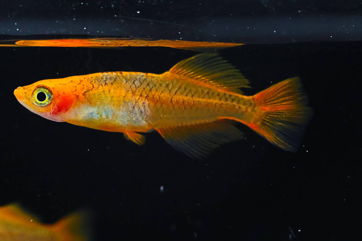 Yahoo!オークション - 丸長メダカ Q28【 星田スペシャル （竜章鳳姿×...