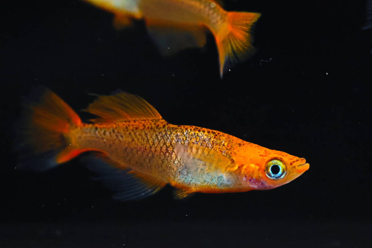 Yahoo!オークション - 丸長メダカ Q28【 星田スペシャル （竜章鳳姿×...