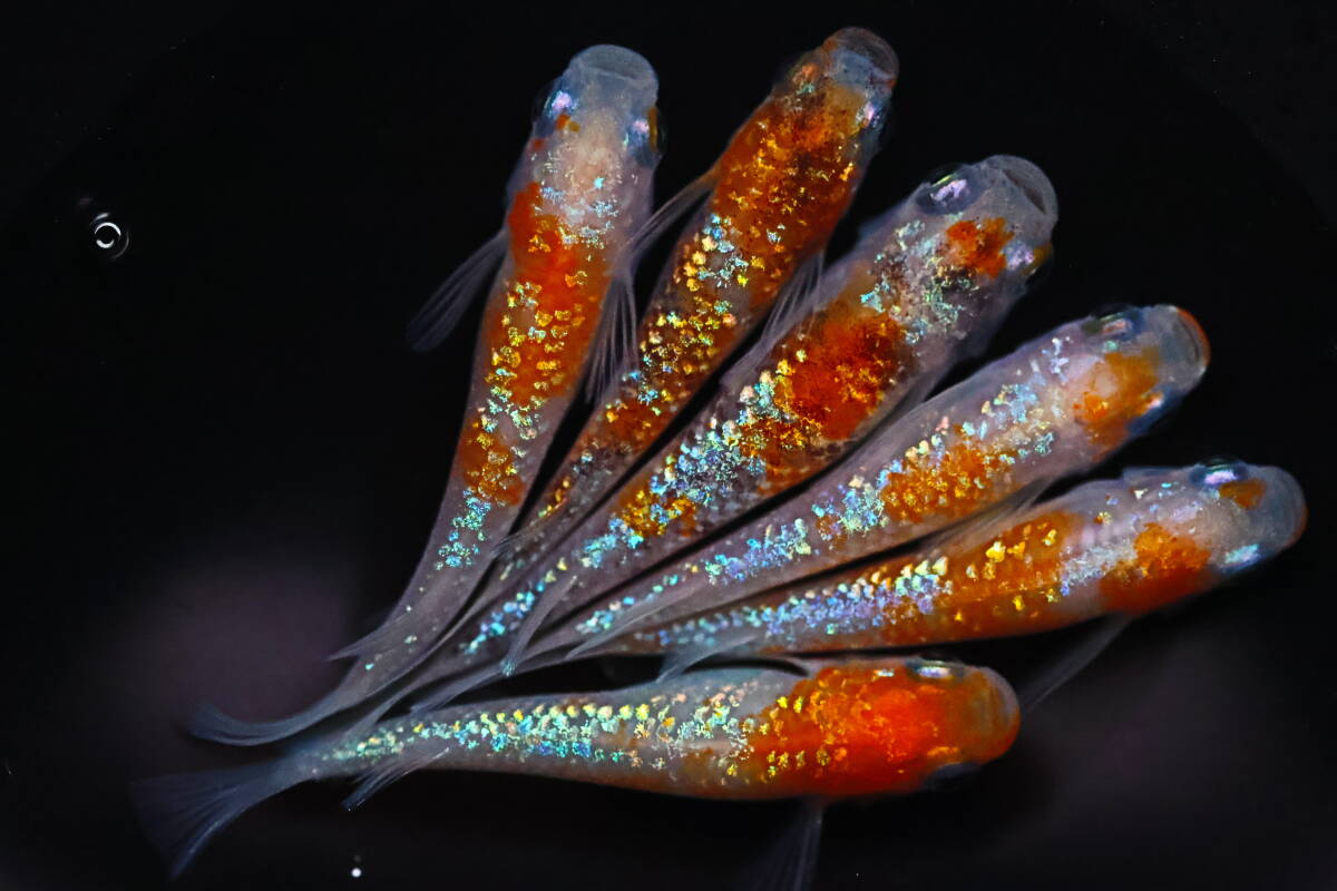 Yahoo!オークション - 丸長メダカ S39【 王華×ヒミツヘイキ 種親クラ...