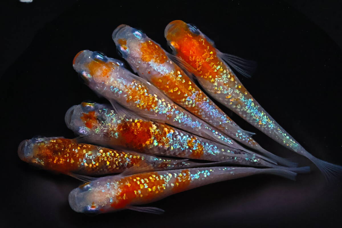 Yahoo!オークション - 丸長メダカ S39【 王華×ヒミツヘイキ 種親クラ...