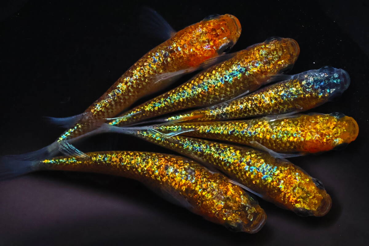 Yahoo!オークション - 丸長メダカ S49【 クラース 種親クラス 】6匹 め...