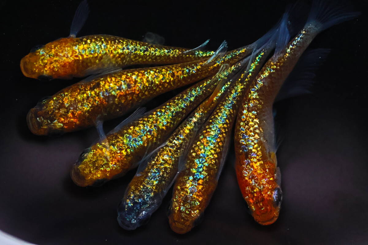 Yahoo!オークション - 丸長メダカ S49【 クラース 種親クラス 】6匹 め...