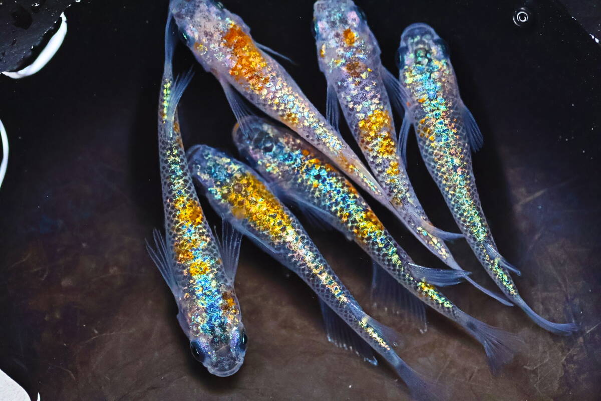 Yahoo!オークション - 丸長メダカ X34【 クラース 種親クラス 】6匹 め...