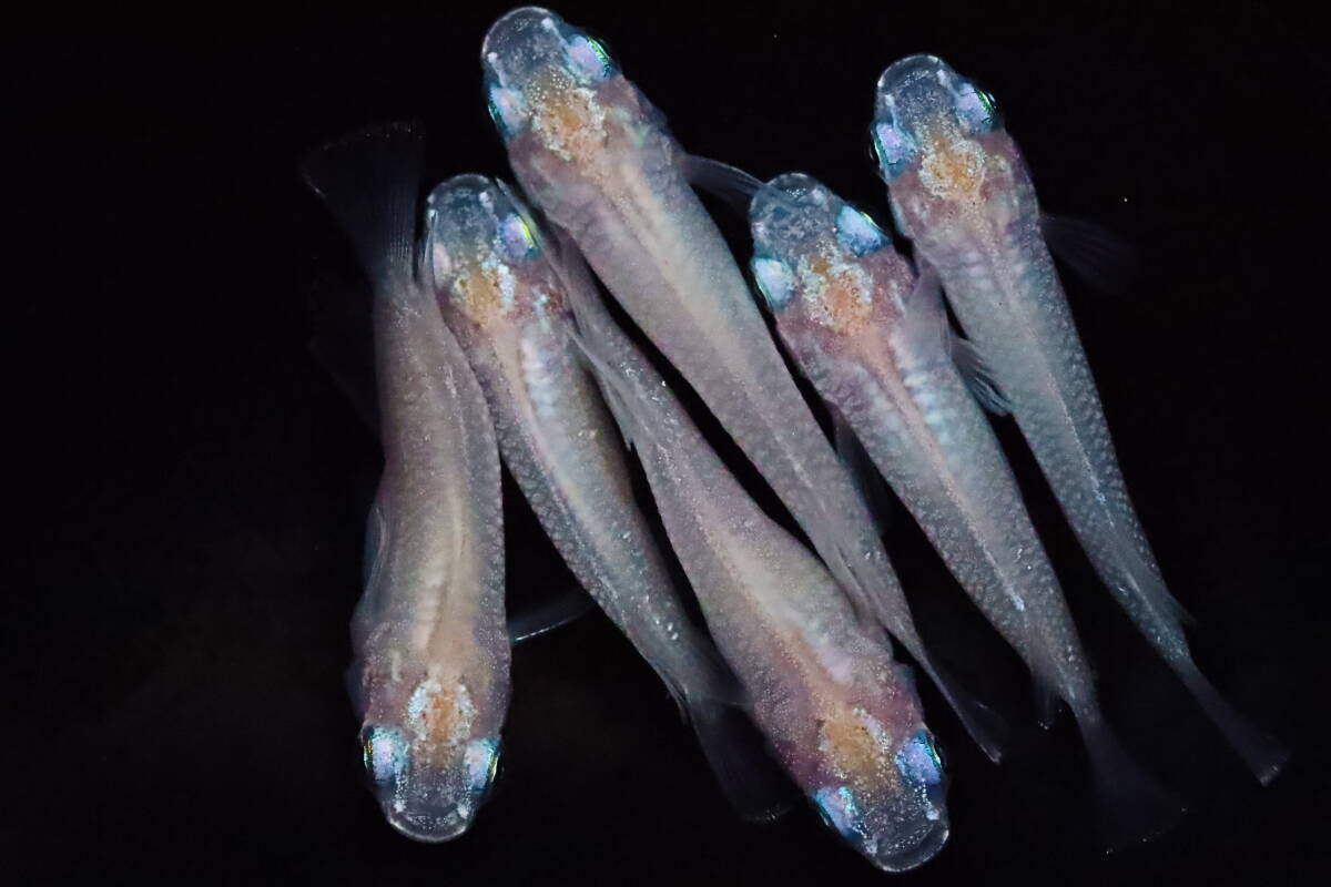 Yahoo!オークション - 丸長メダカ Q27【 ピュアホワイト半ダルマ 種親...