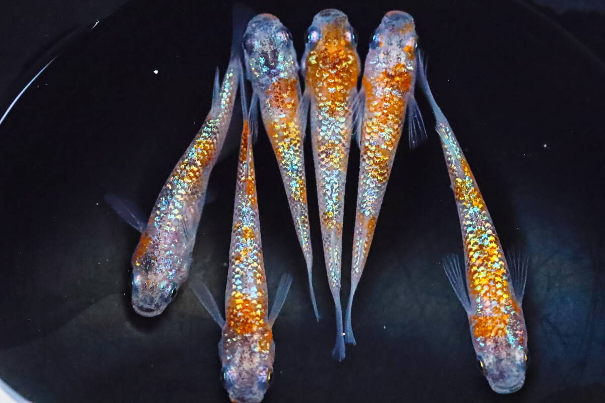 Yahoo!オークション - 丸長メダカ Q44【 月華ブルー 種親クラス 】6匹 ...