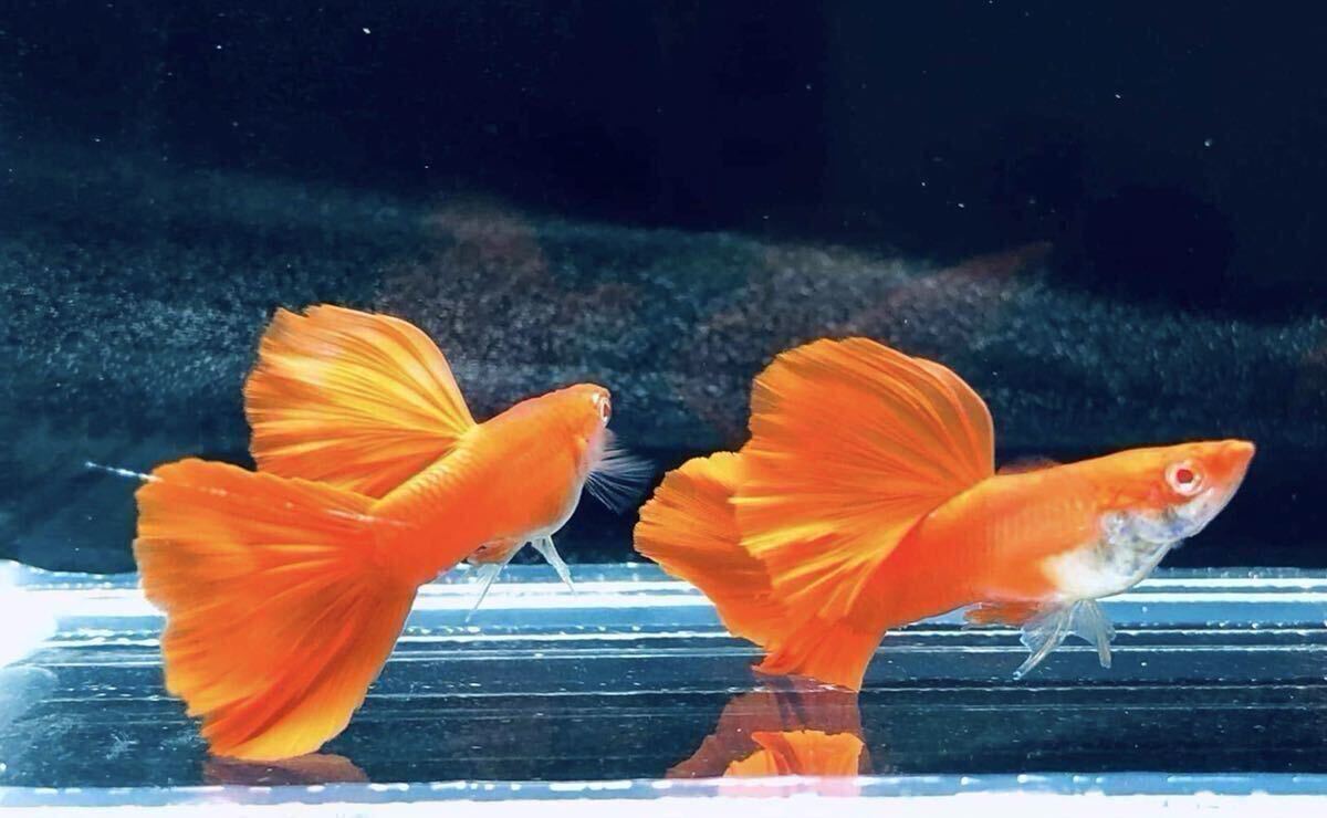 Yahoo!オークション - [2ペア]RREA フルー レッド メガーフィン