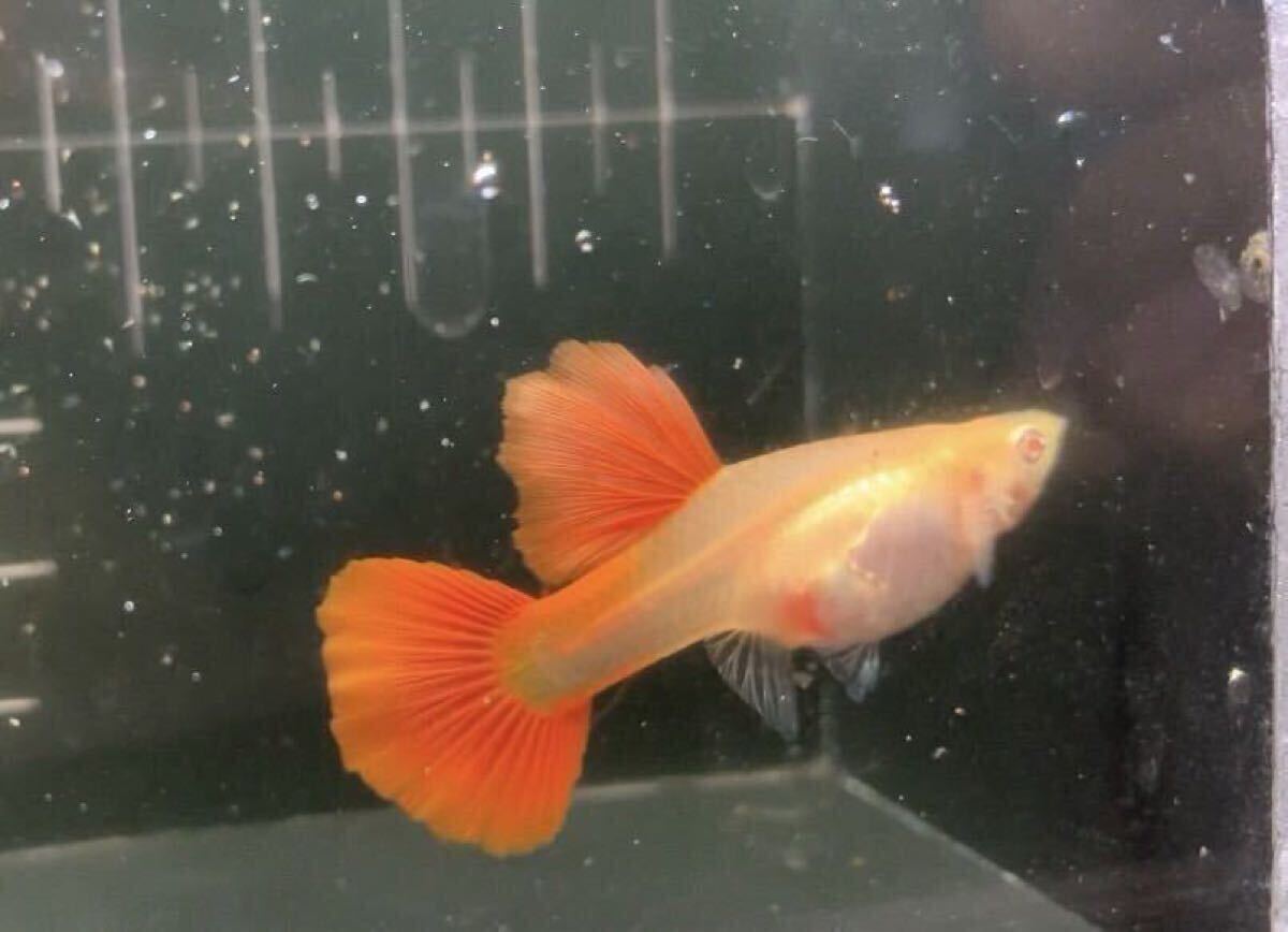 Yahoo!オークション - [2ペア]RREA フルー レッド メガーフィン