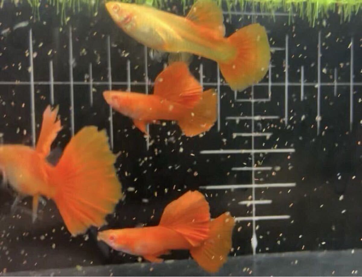 Yahoo!オークション - [2ペア]RREA フルー レッド メガーフィン