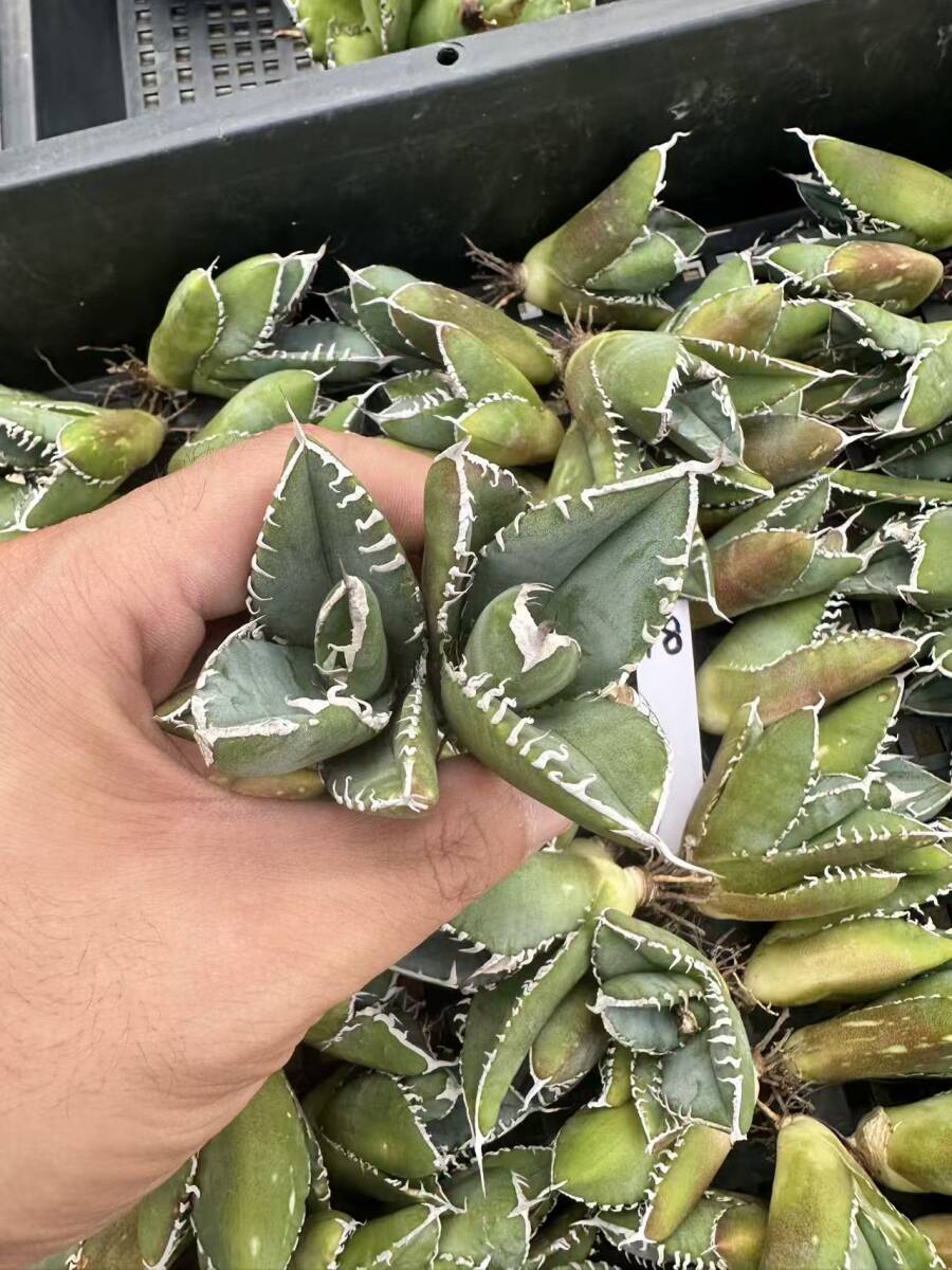 Yahoo!オークション - Y-18-1【瀧將plant】多肉植物 アガベ チタノタ S...