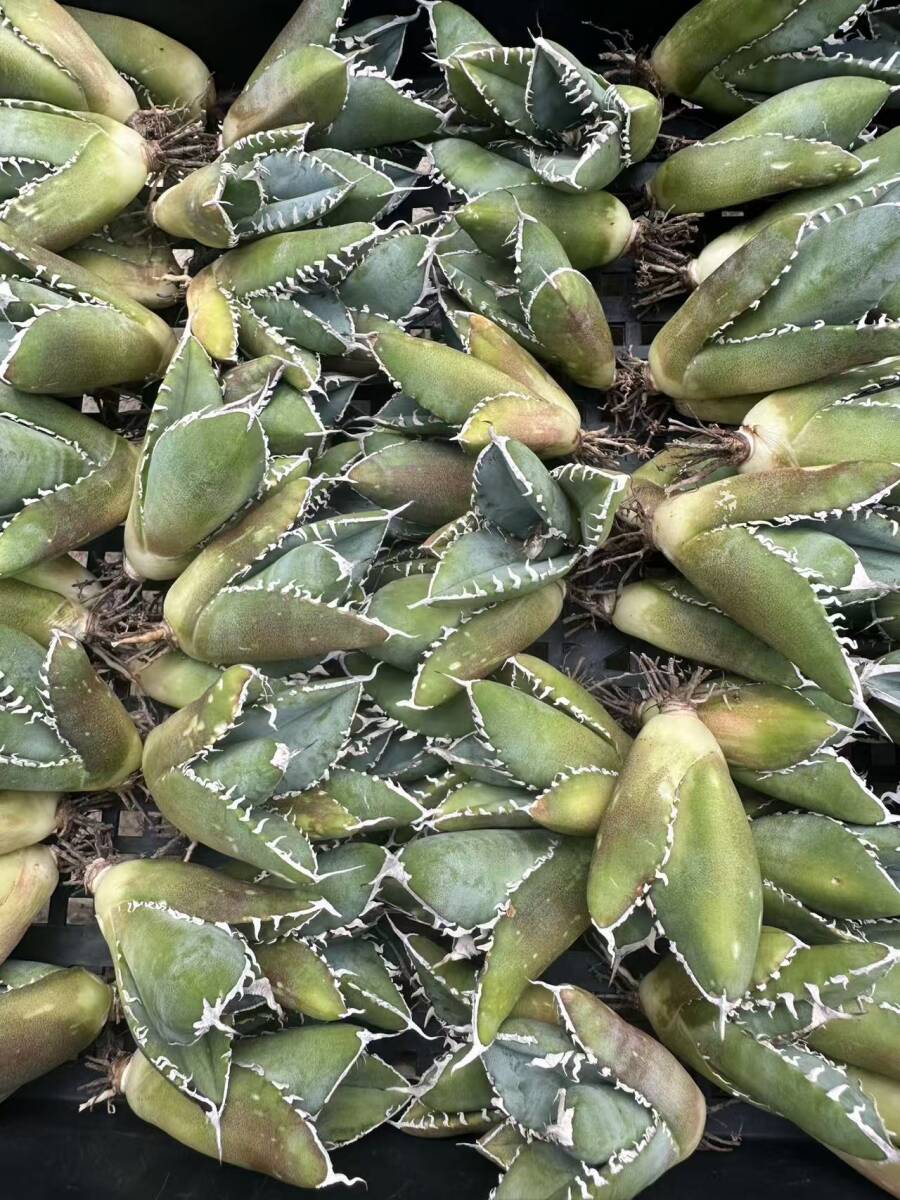 Yahoo!オークション - Y-18-1【瀧將plant】多肉植物 アガベ チタノタ S...