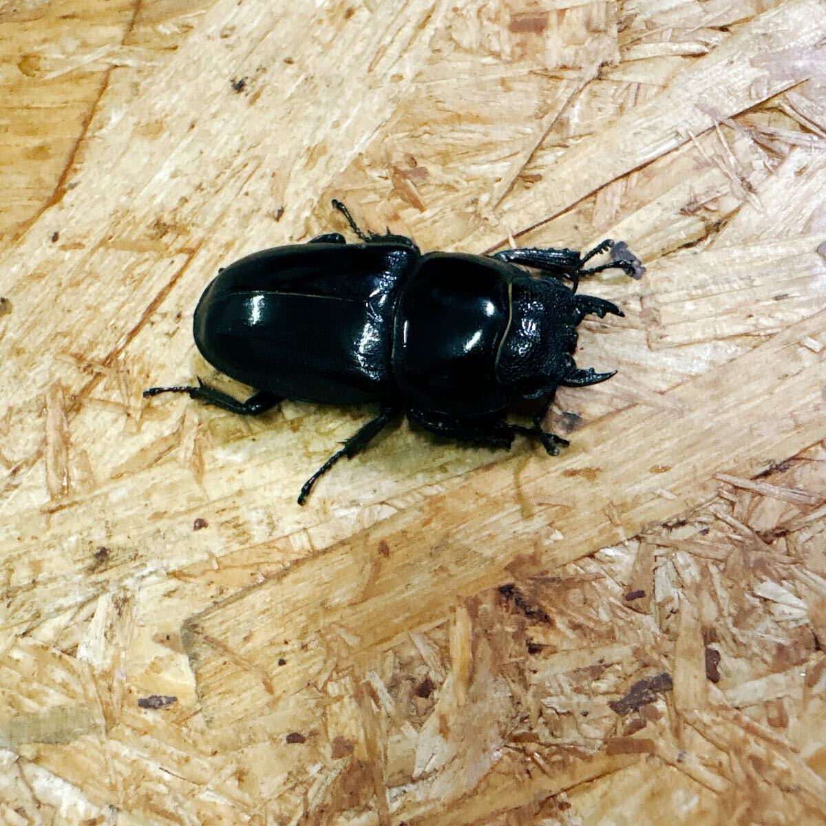 Yahoo!オークション - 『M57』イキヒラタ（長崎 郷ノ浦）♀38mm単体