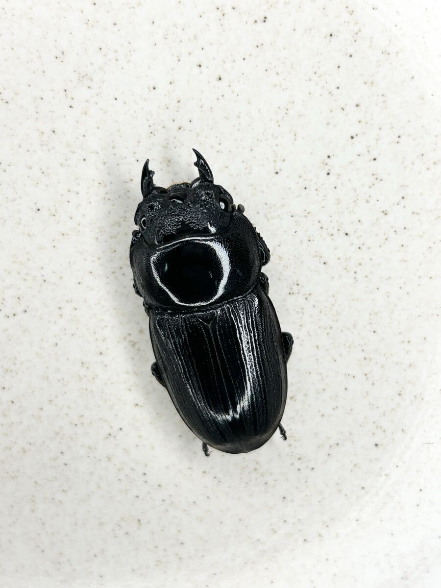 Yahoo!オークション - 【レコード血統】スマトラパリーオオクワガタ ベ...