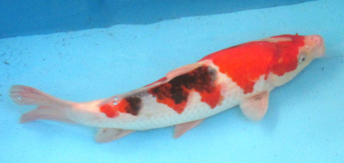 Yahoo!オークション - 錦鯉 No27 昭和三色 令和6年産 31cm 錦鯉