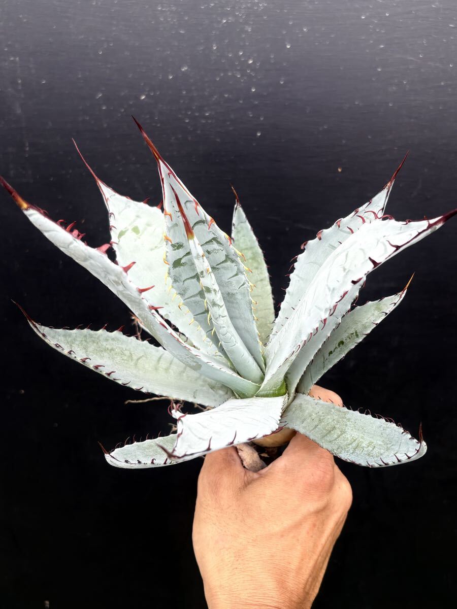 Yahoo!オークション - 2 Agave アガベ 屈原の舞扇