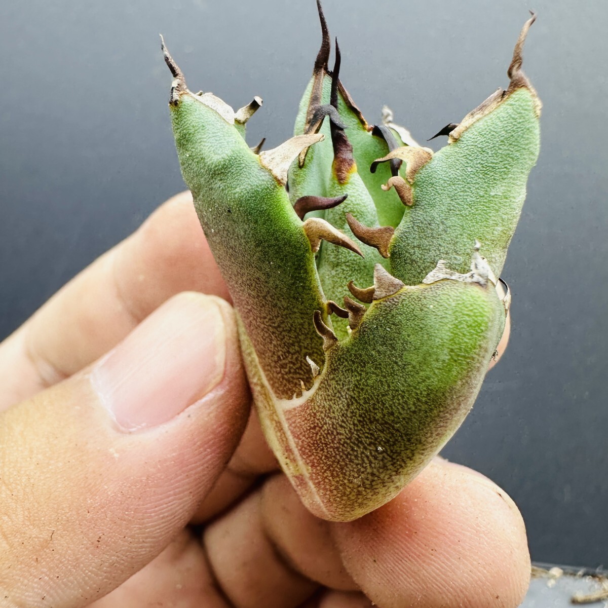 Yahoo!オークション - B70【パンダ園芸】多肉植物 アガベ チタノタ ト...