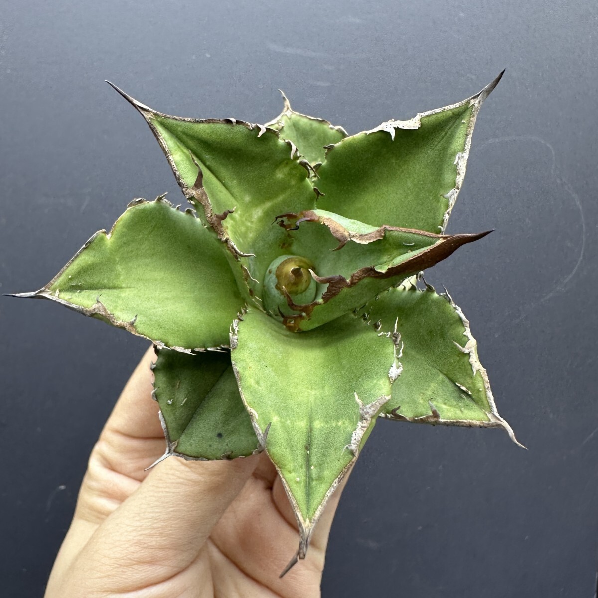 Yahoo!オークション - D69【パンダ園芸】アガベ チタノタ 【地勇星】