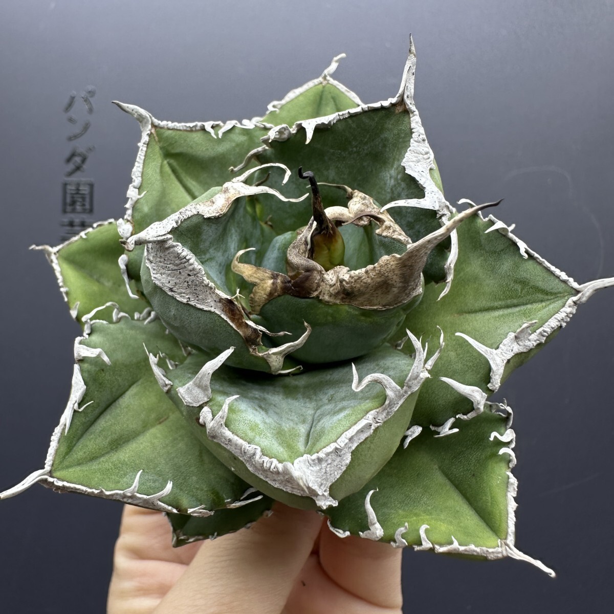 Yahoo!オークション - F58【パンダ園芸】アガベ チタノタ SAD 南アフリ...