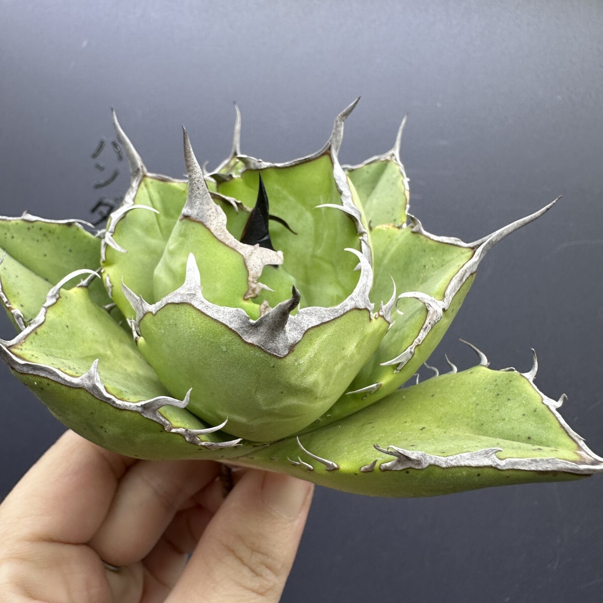 Yahoo!オークション - F65【パンダ園芸】アガベ チタノタ rose 極上株 ...