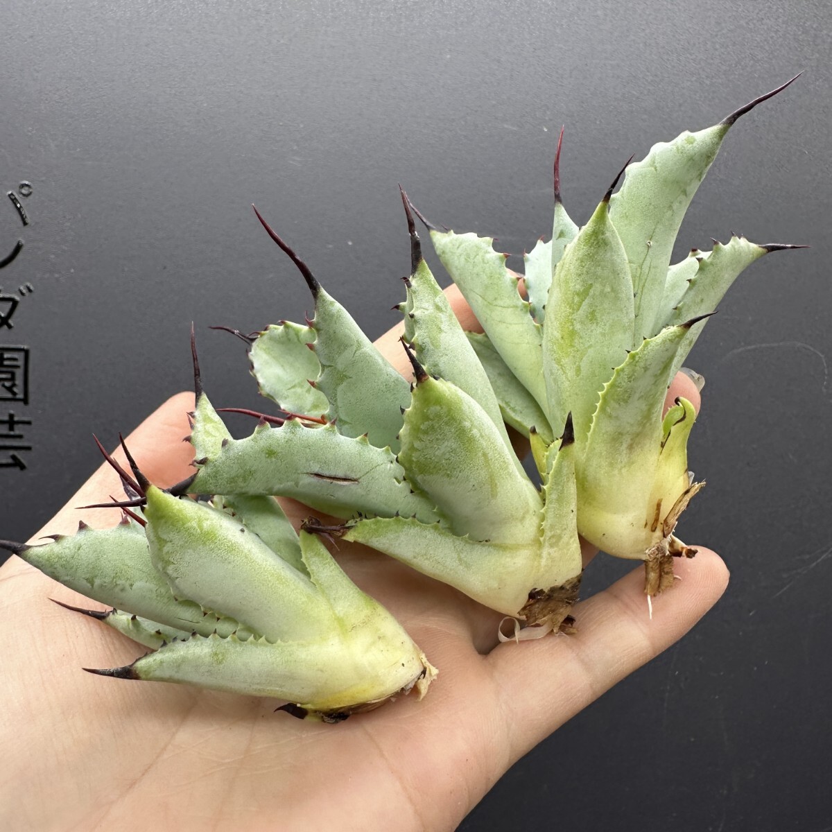 Yahoo!オークション - F67【パンダ園芸】多肉植物 アガベ 強曲棘八荒雷...