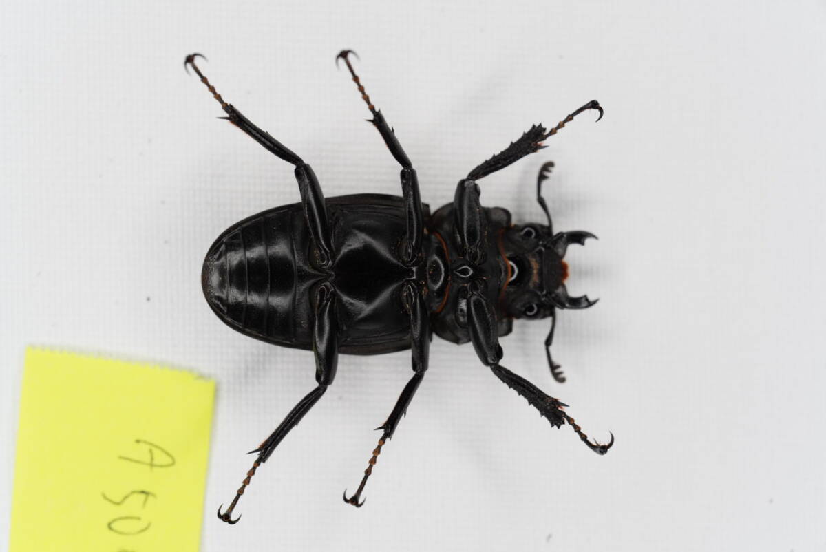 Yahoo!オークション - 【WF5】ダイスケ ギラファノコギリクワガタ 成虫...