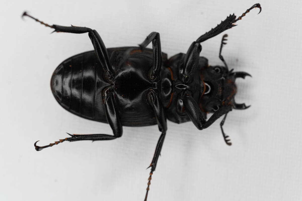 Yahoo!オークション - 【WF5】ダイスケ ギラファノコギリクワガタ 成虫...