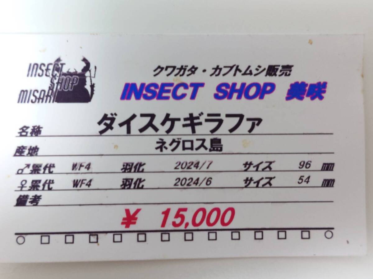 Yahoo!オークション - 【WF5】ダイスケ ギラファノコギリクワガタ 成虫...