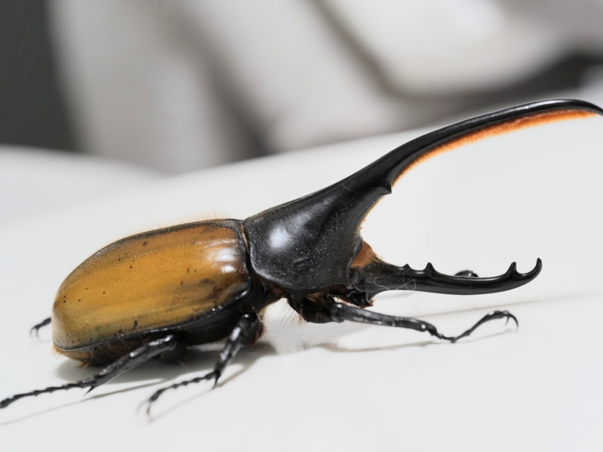 Yahoo!オークション - 【WF4】ヘラクレス エクアトリアヌス 【成虫ペア...