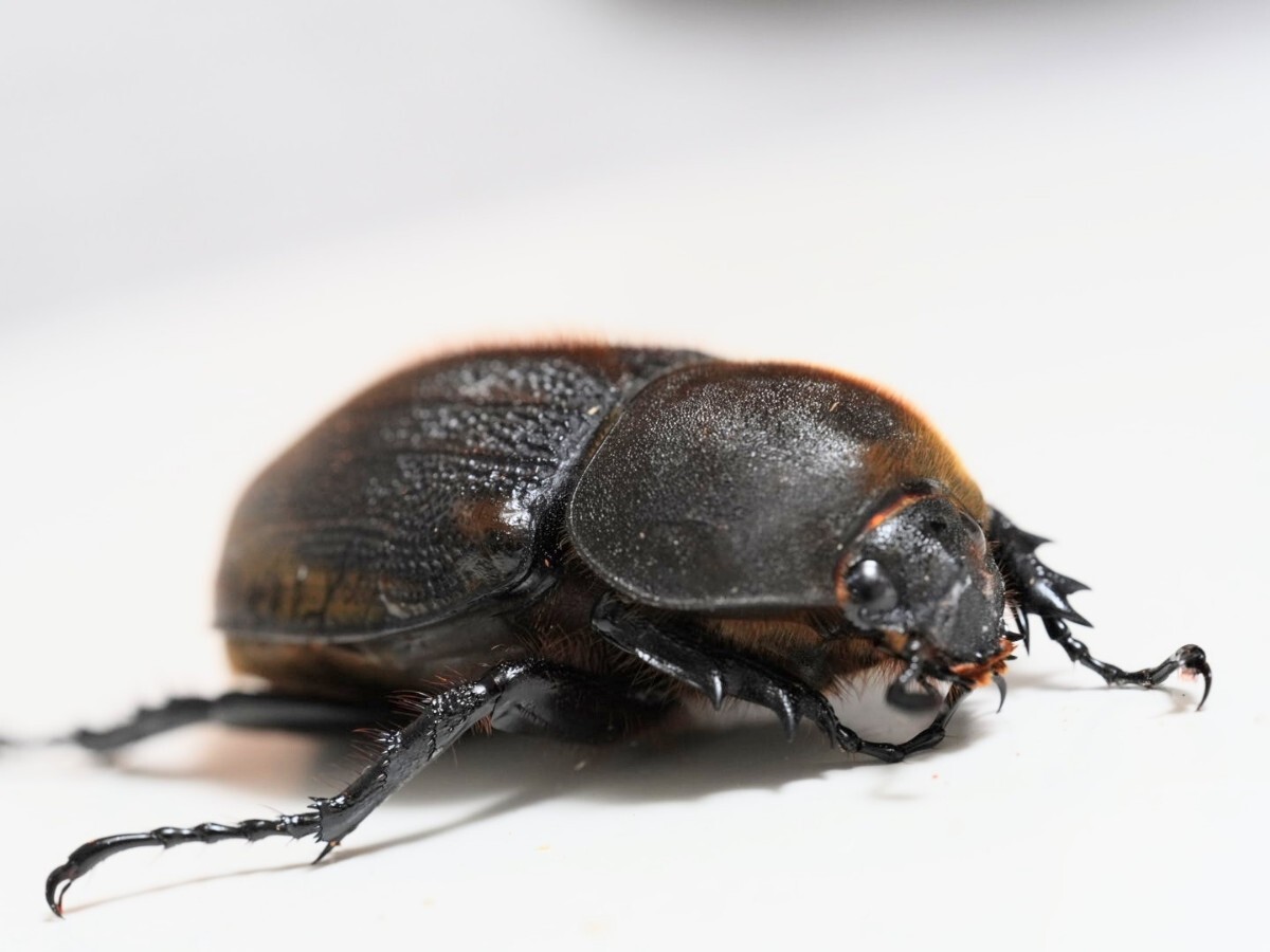 Yahoo!オークション - 【WF4】ヘラクレス エクアトリアヌス 【成虫ペア...