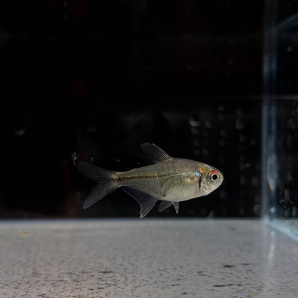 Yahoo!オークション - 10匹 ダイヤモンドテトラ Mサイズ 10匹 [10513]