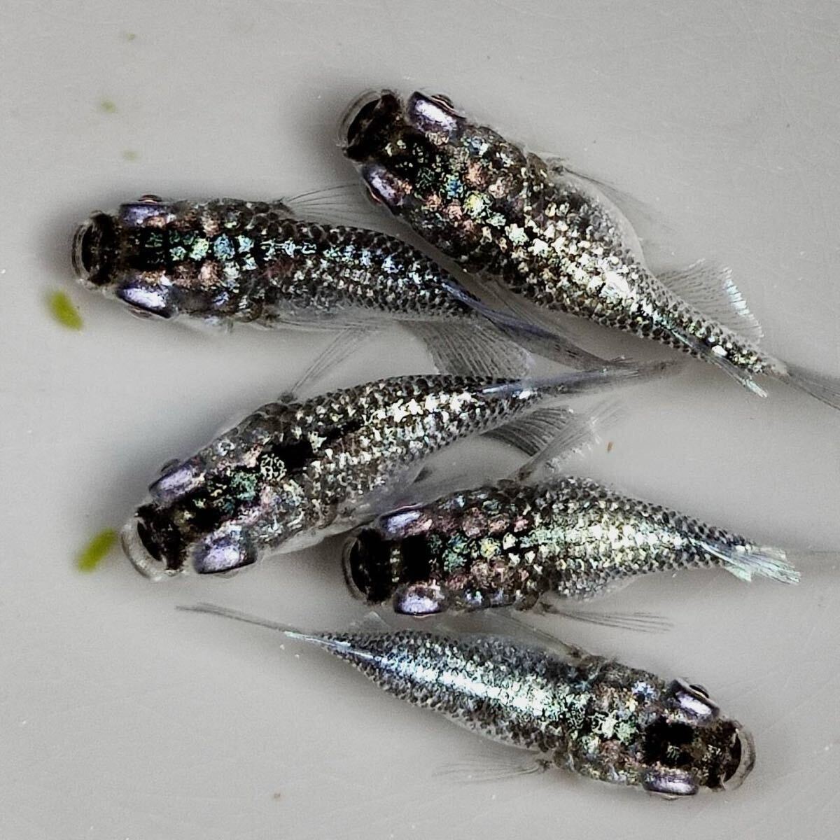 ギラギラに輝く宝石 クラウドグレーダイヤダルマ メダカの有精卵20個＋α(めだか)｜売買されたオークション情報、yahooの商品情報をアーカイブ公開 - オークファン（aucfan.com）