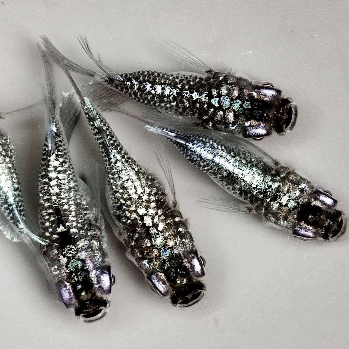 ギラギラに輝く宝石 クラウドグレーダイヤダルマ メダカの有精卵20個＋5個(めだか)｜売買されたオークション情報、yahooの商品情報をアーカイブ公開 - オークファン（aucfan.com）