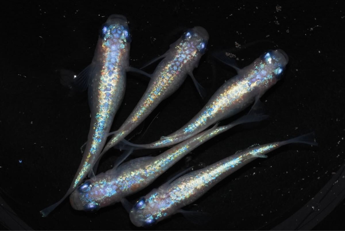 Yahoo!オークション - サバンナ様ブリード種親【ピンクローズジュエル...