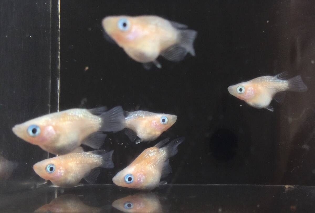 Yahoo!オークション - Anzu【王華ダルマ】紅白ラメダルマ 3ペア 極上