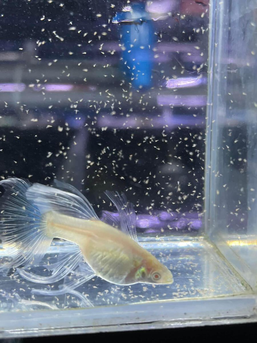 Yahoo!オークション - VU aqua 極上 RREA ロングフィン ロングイヤー ...