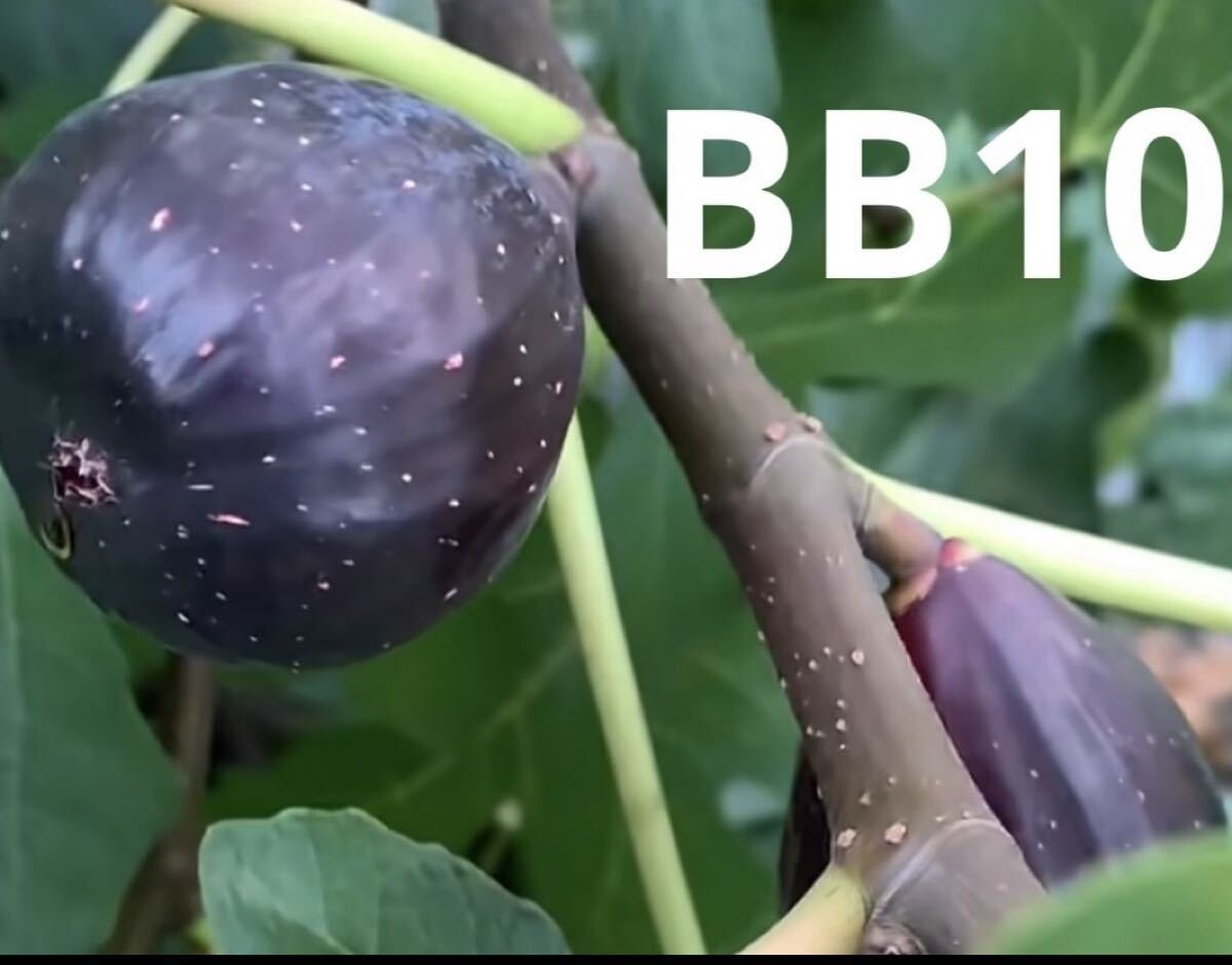 Yahoo!オークション - BB10(Black Beauty 10)イチジク取り木1本