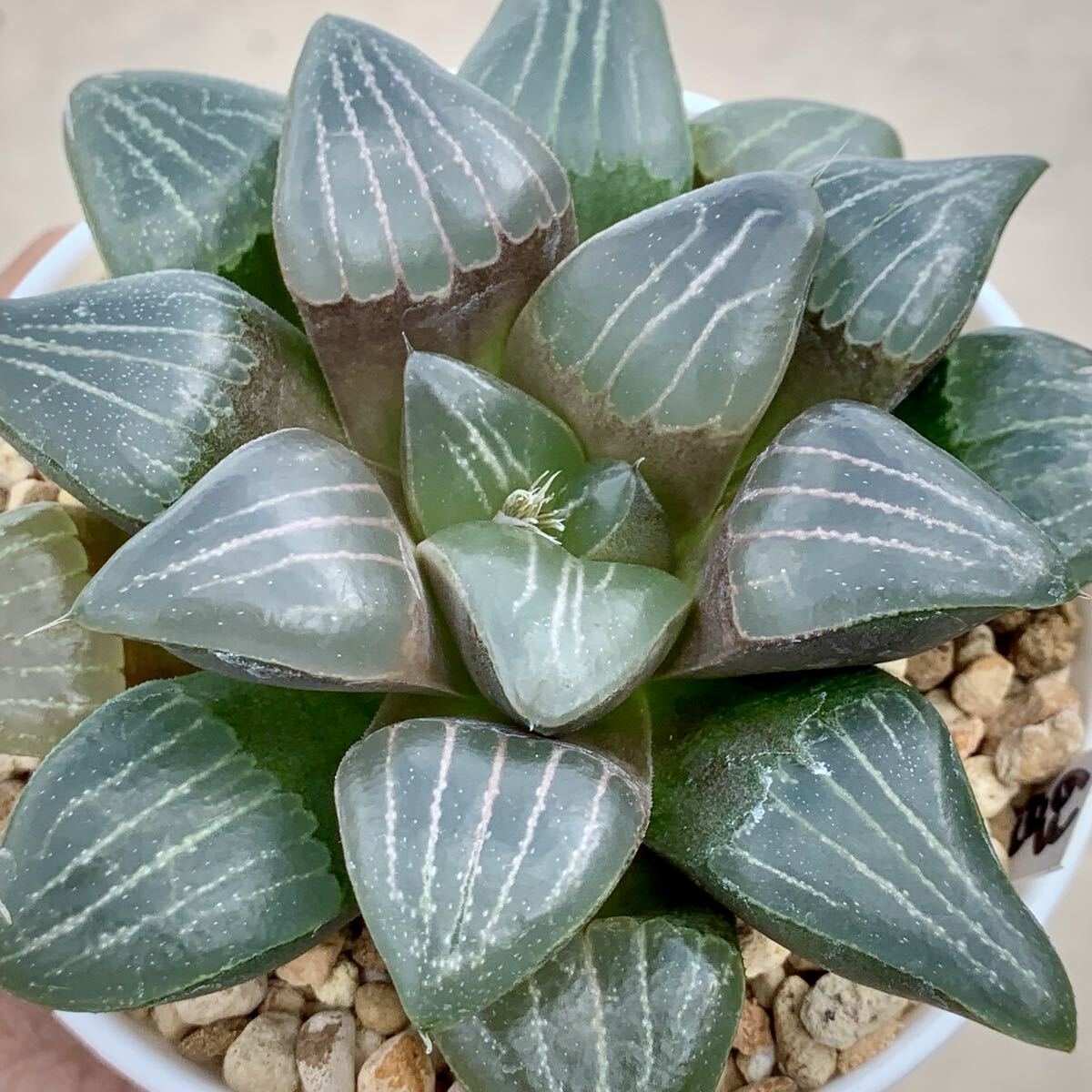 Yahoo!オークション - Fareal B63 ハオルチア ムチカ交配種