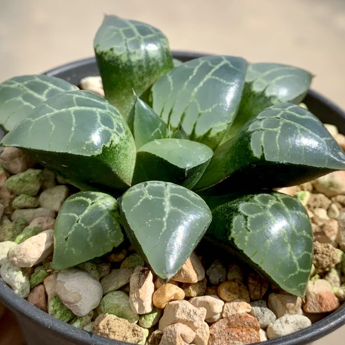 Yahoo!オークション - Fareal B105 ハオルチア 阿房宮・N水晶101