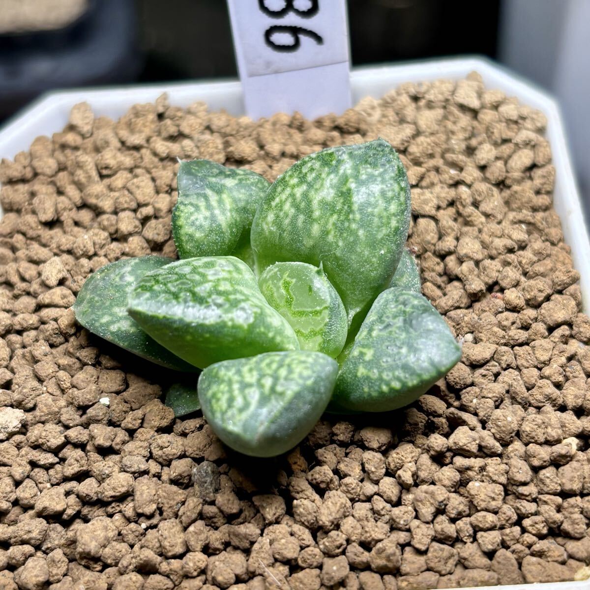 Yahoo!オークション - Fareal C86 ハオルチア 仮面舞踏会実生