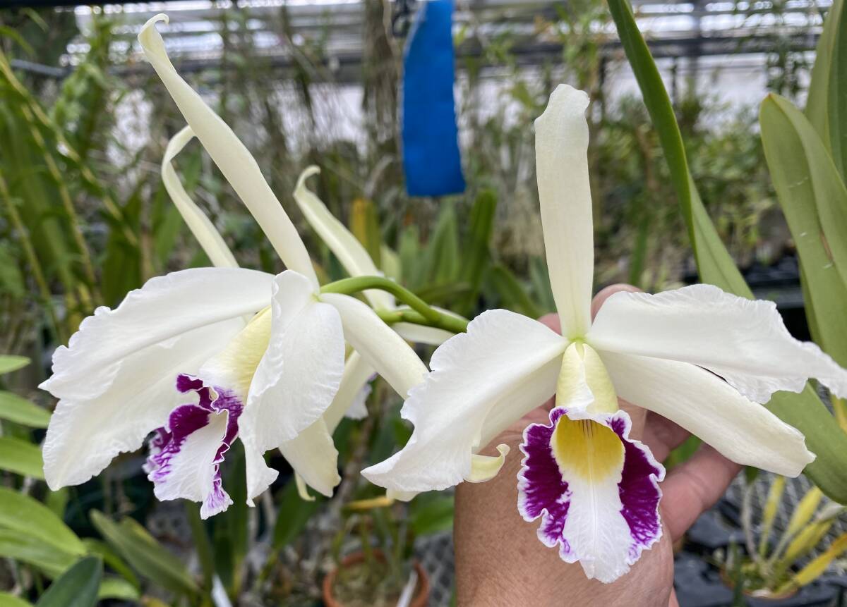 Yahoo!オークション - 洋蘭原種 カトレア C purpurata fma.oculata