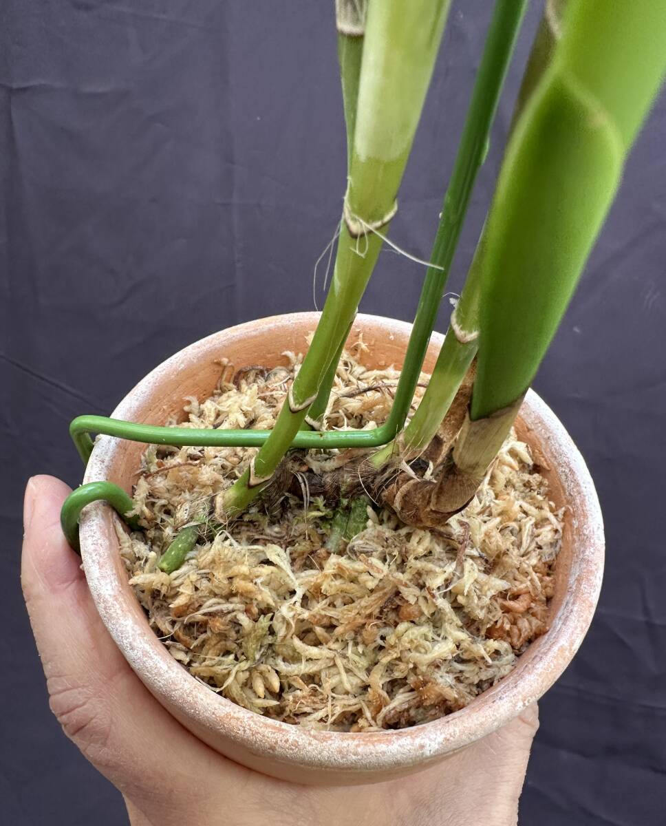 Yahoo!オークション - 洋蘭原種 カトレア C purpurata fma.oculata